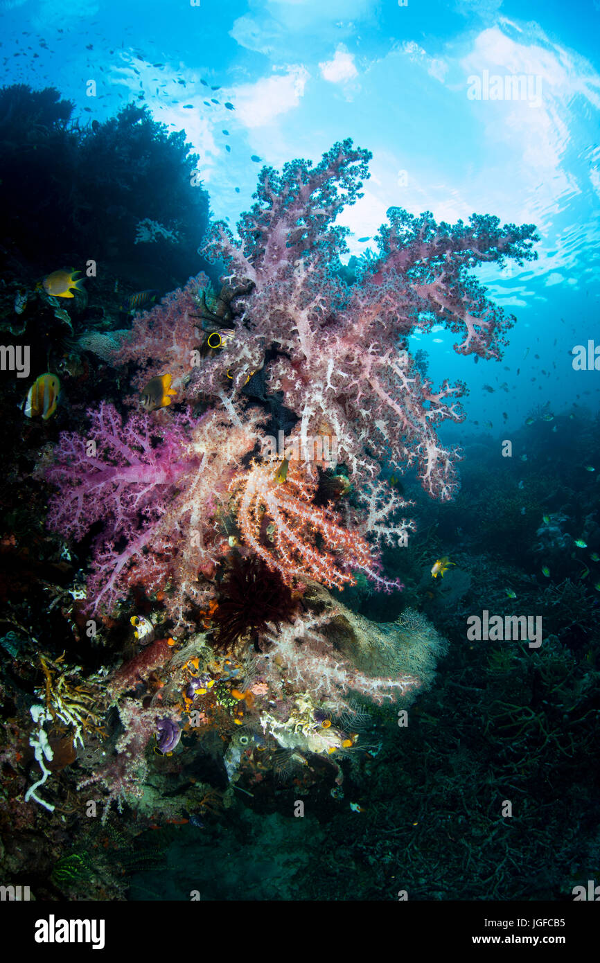 Brightly colored soft corals adorn a coral reef in Raja Ampat ...
