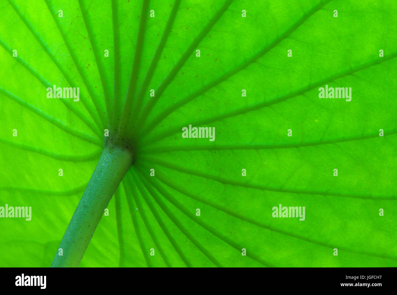 Lily leaf at Hale Lake, Brazos Bend State Park, Texas Stock Photo - Alamy