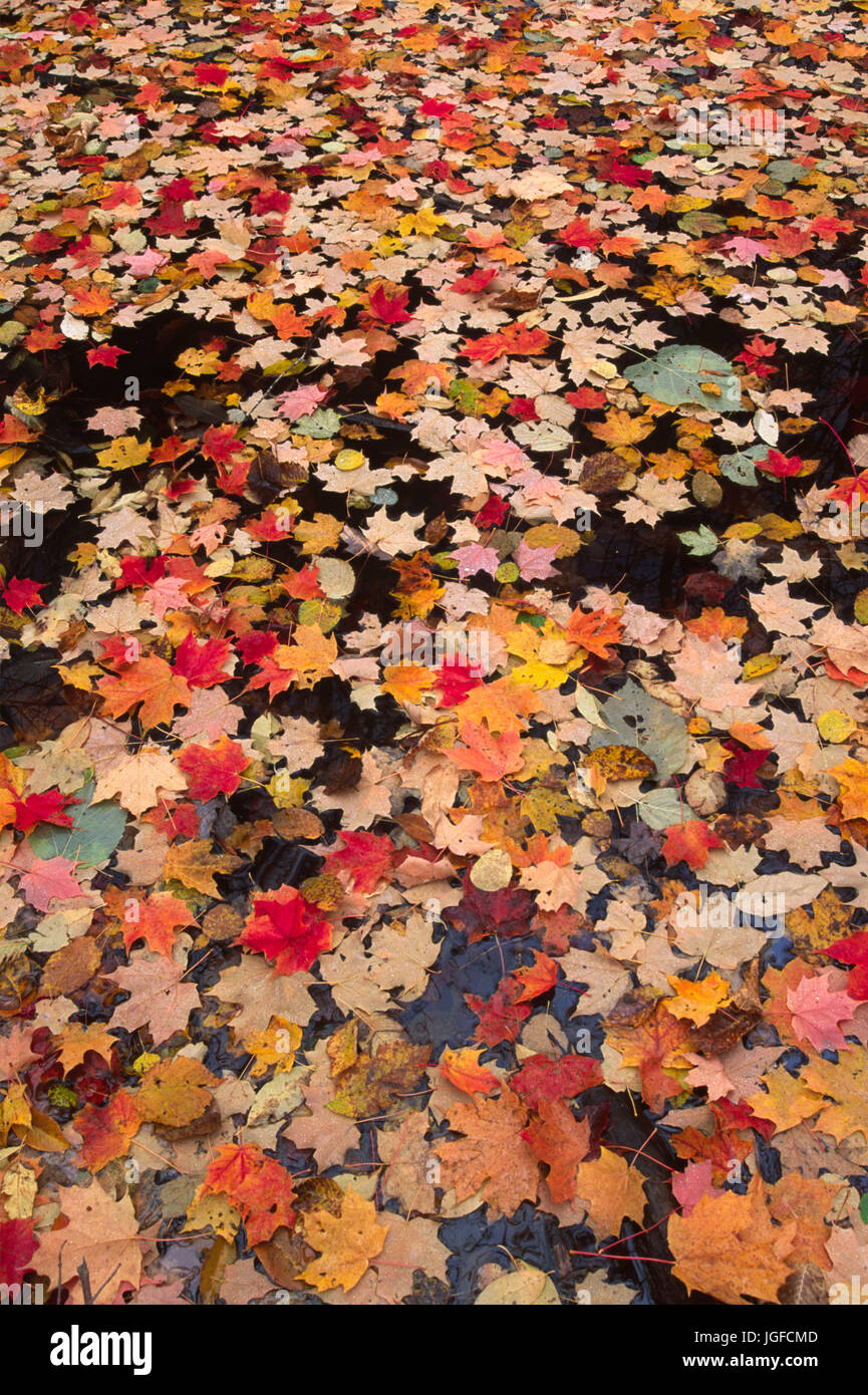 Leaves along Morgan Falls Trail, Chequamegon-Nicolet National Forest ...