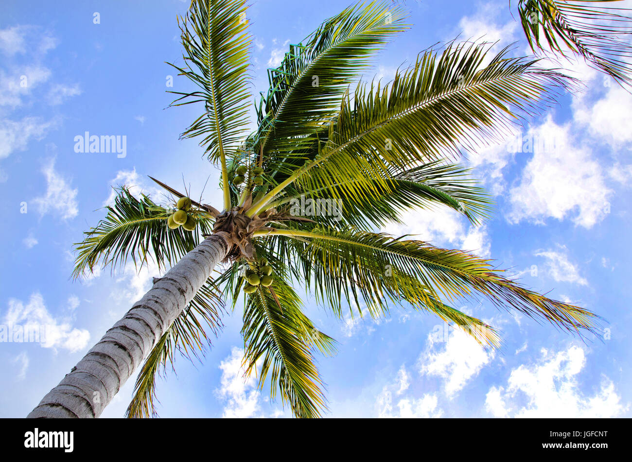Looking up at palm tree in the daytime Stock Photo - Alamy