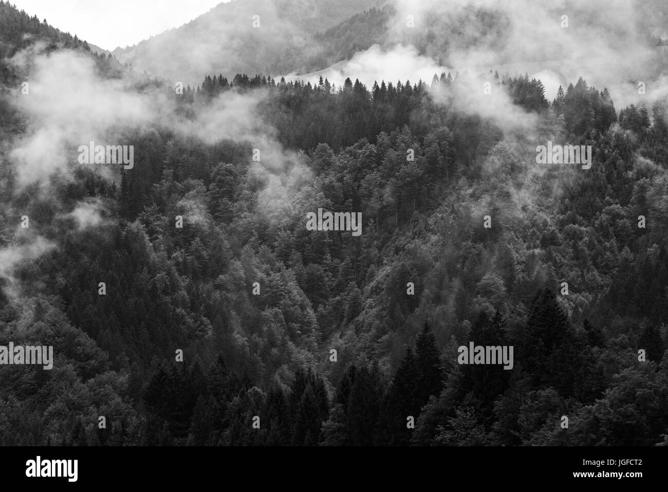 Shadow sun rays from tree Black and White Stock Photos & Images - Alamy