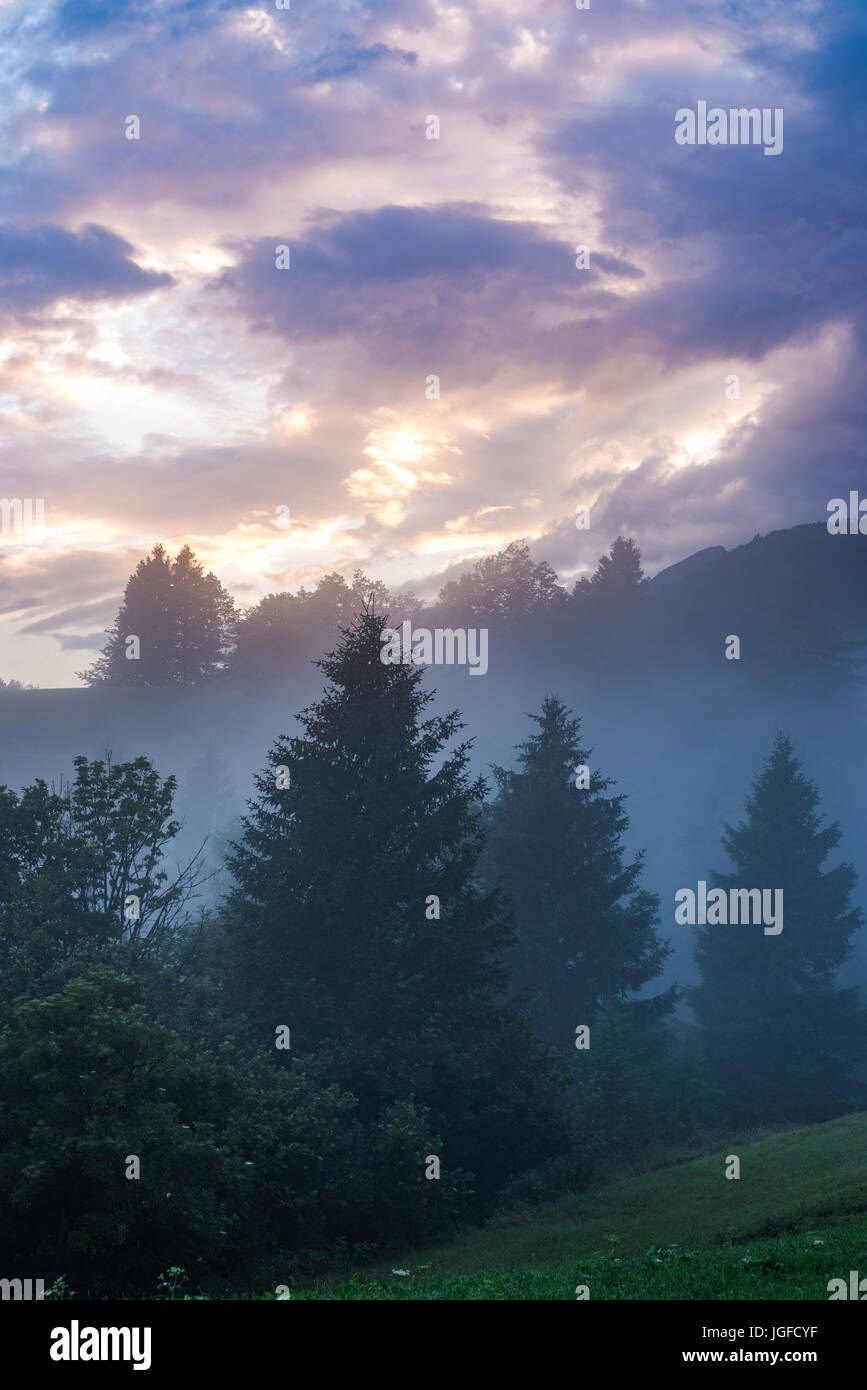 Evening sun breaking through dense fog in forest Stock Photo - Alamy