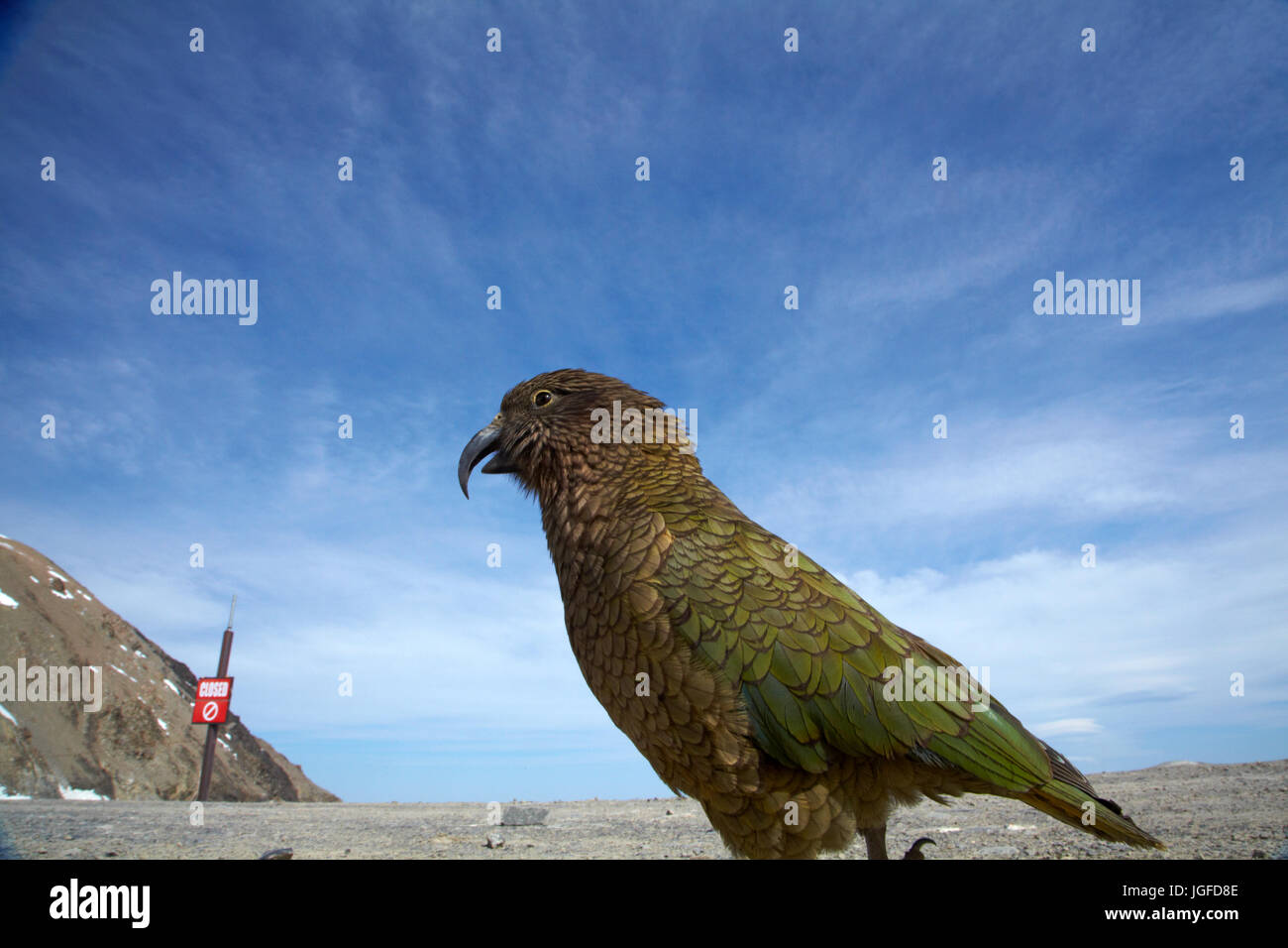 Kea (New Zealand alpine parrot - Nestor notabilis ), Mount Hutt ...