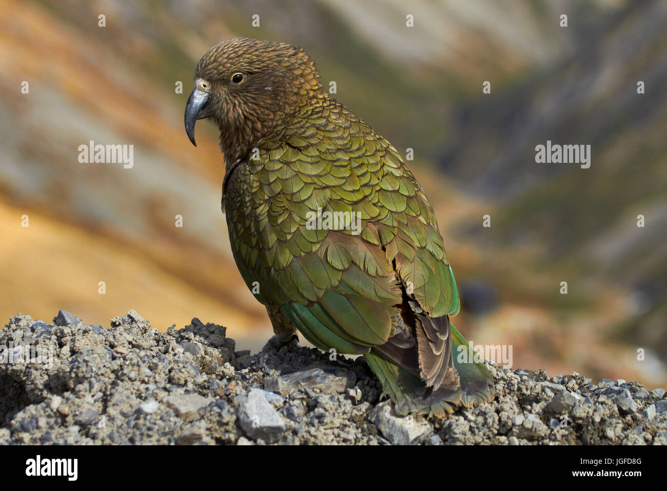 Kea (New Zealand alpine parrot - Nestor notabilis ), Mount Hutt ...