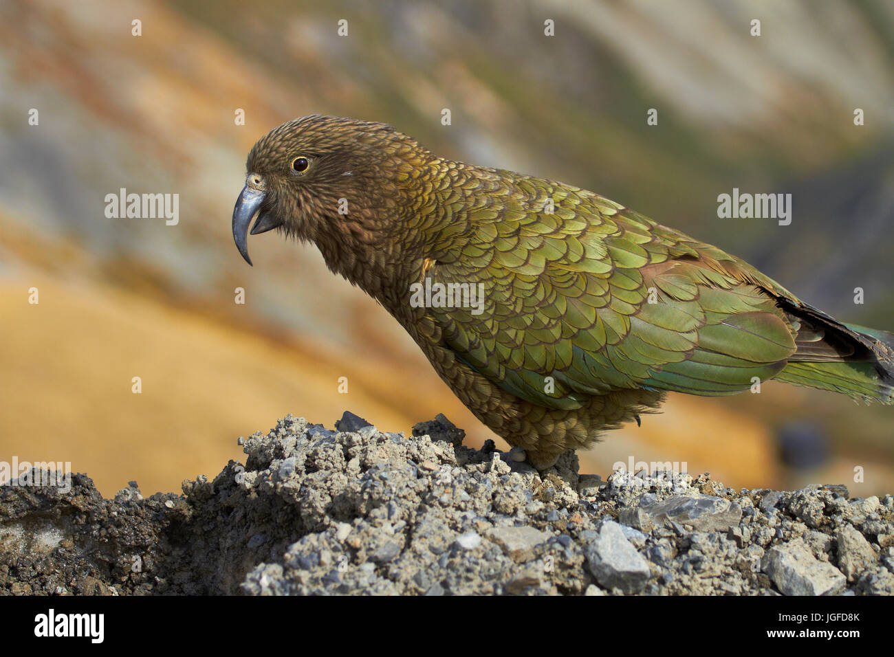 Kea (New Zealand alpine parrot - Nestor notabilis ), Mount Hutt ...