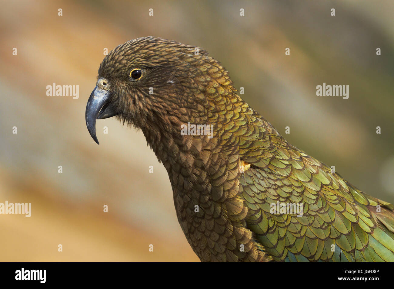 Kea (New Zealand alpine parrot - Nestor notabilis ), Mount Hutt ...