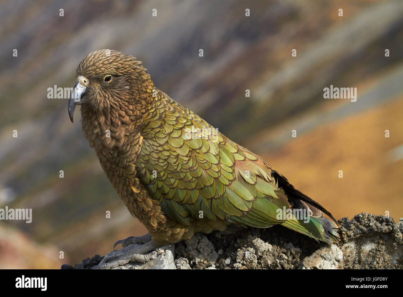 Alpine parrots hi-res stock photography and images - Alamy