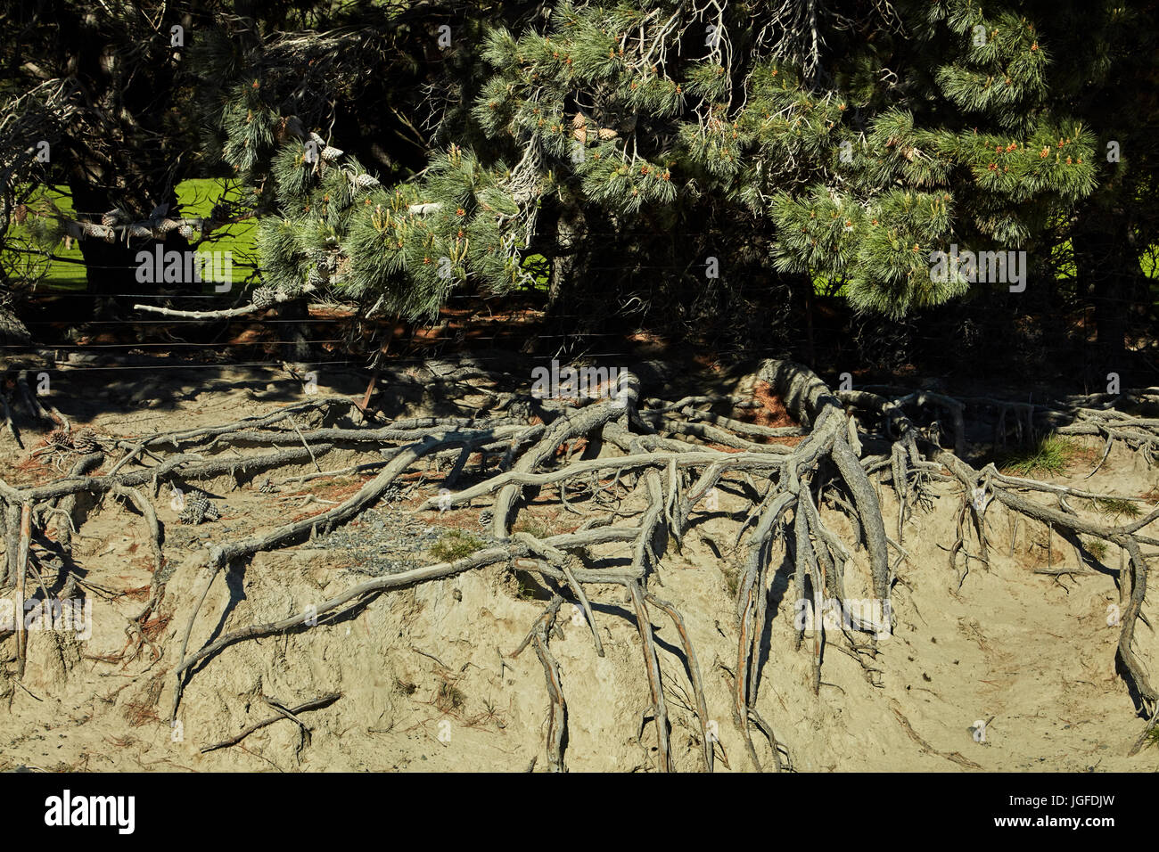 Island tree roots hi-res stock photography and images - Alamy