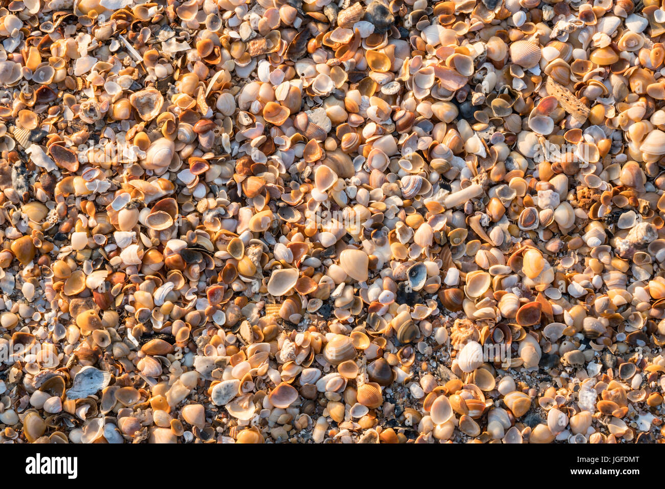 Shell collection hi-res stock photography and images - Alamy