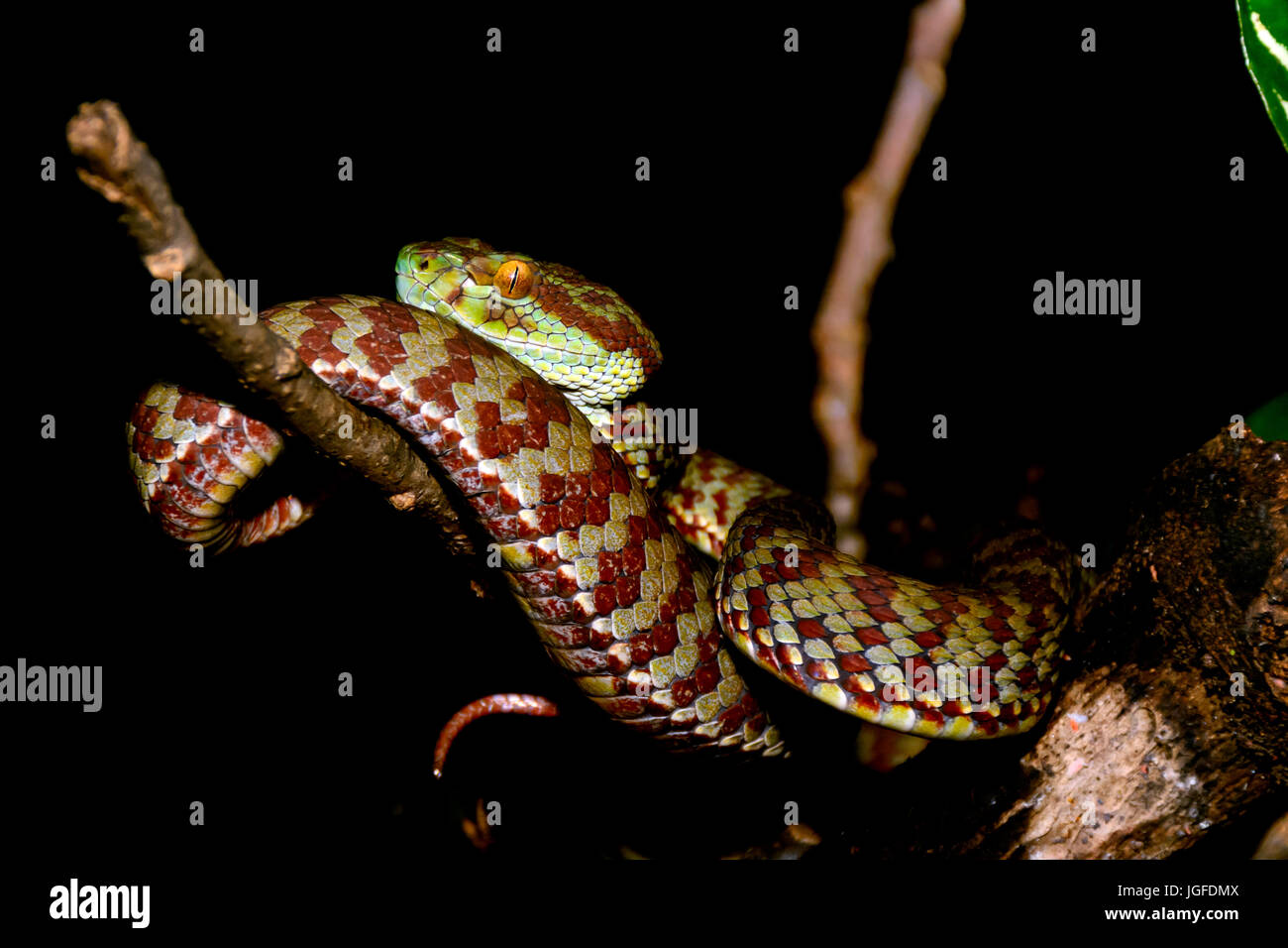 Brown spotted pit viper hi-res stock photography and images - Alamy