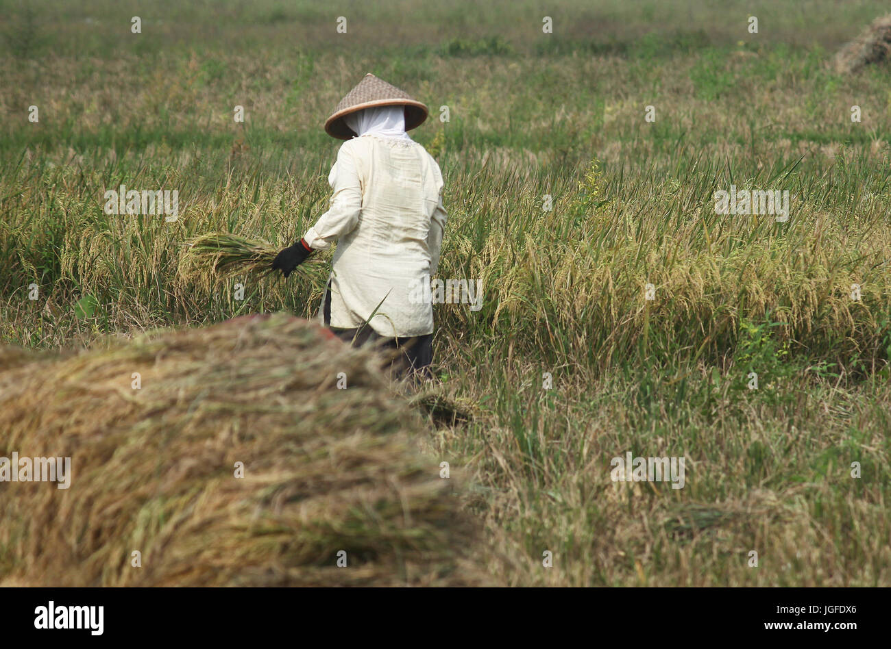 Farmers conduct their activities in rice fields during the harvest ...