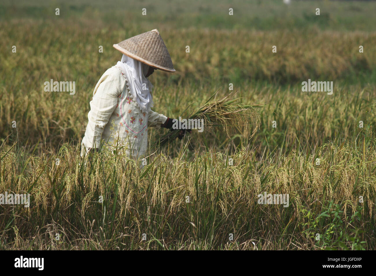 Farmers conduct their activities in rice fields during the harvest ...