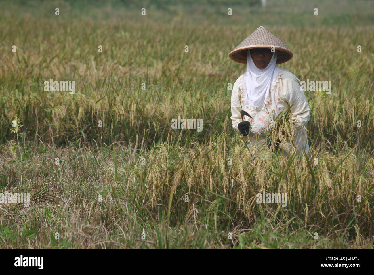 Farmers conduct their activities in rice fields during the harvest ...