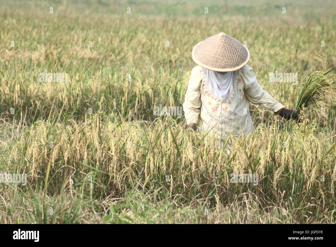 Farmers conduct their activities in rice fields during the harvest ...