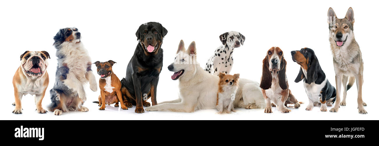 group of dogs in front of white background Stock Photo - Alamy