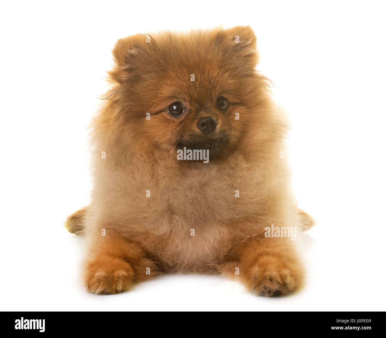 Pomeranian dog in front Cut Out Stock Images & Pictures - Alamy