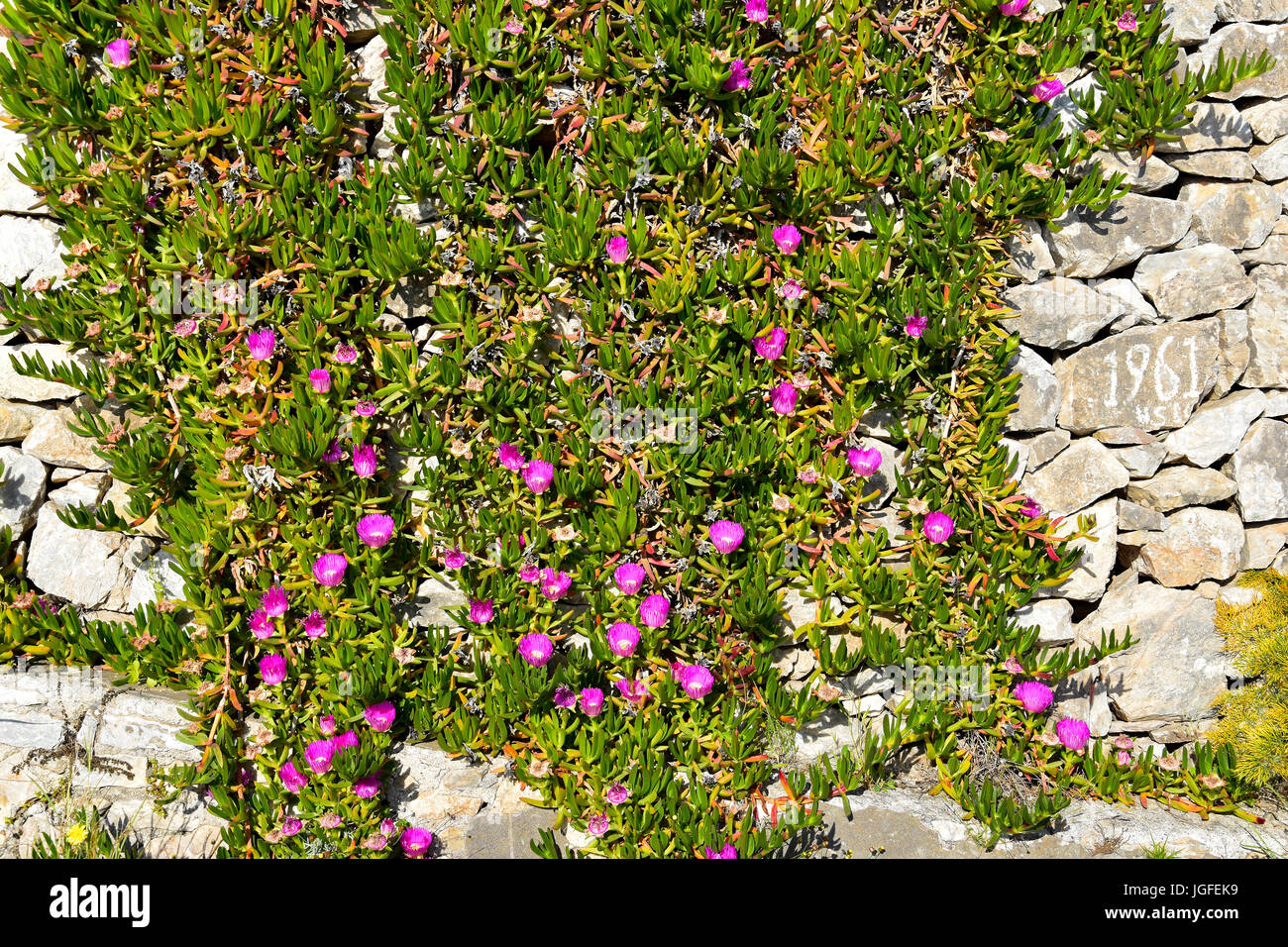 Mesembryanthemum flower pink hi-res stock photography and images - Alamy