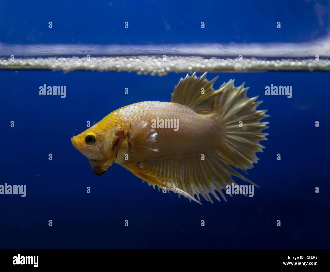 White siamese fighting fish in a blue background Stock Photo - Alamy