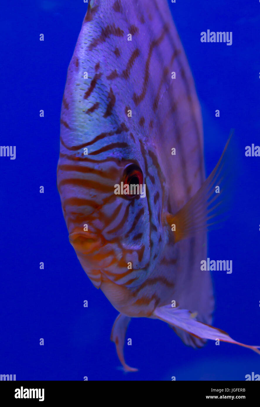 Tiger turquoise discus hi-res stock photography and images - Alamy