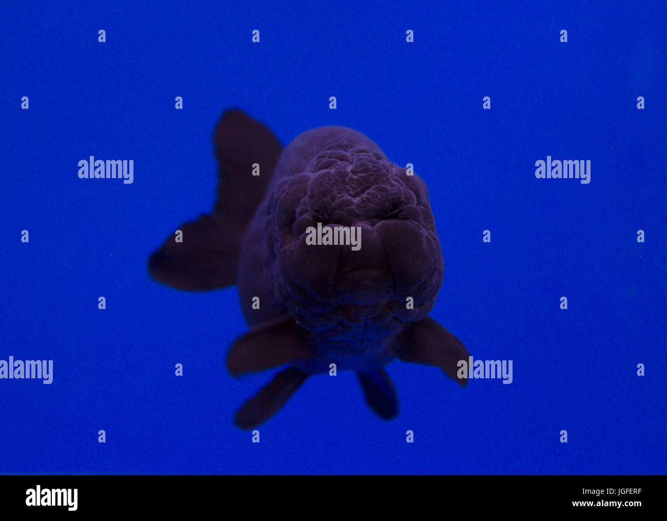 Black lionhead fish in a blue background Stock Photo - Alamy