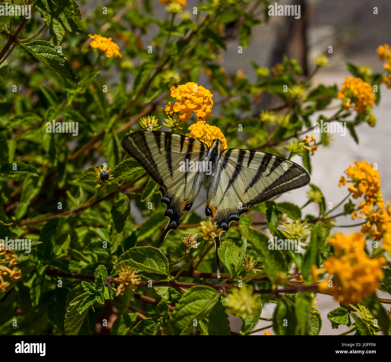 Catapillar butterfly hi-res stock photography and images - Alamy