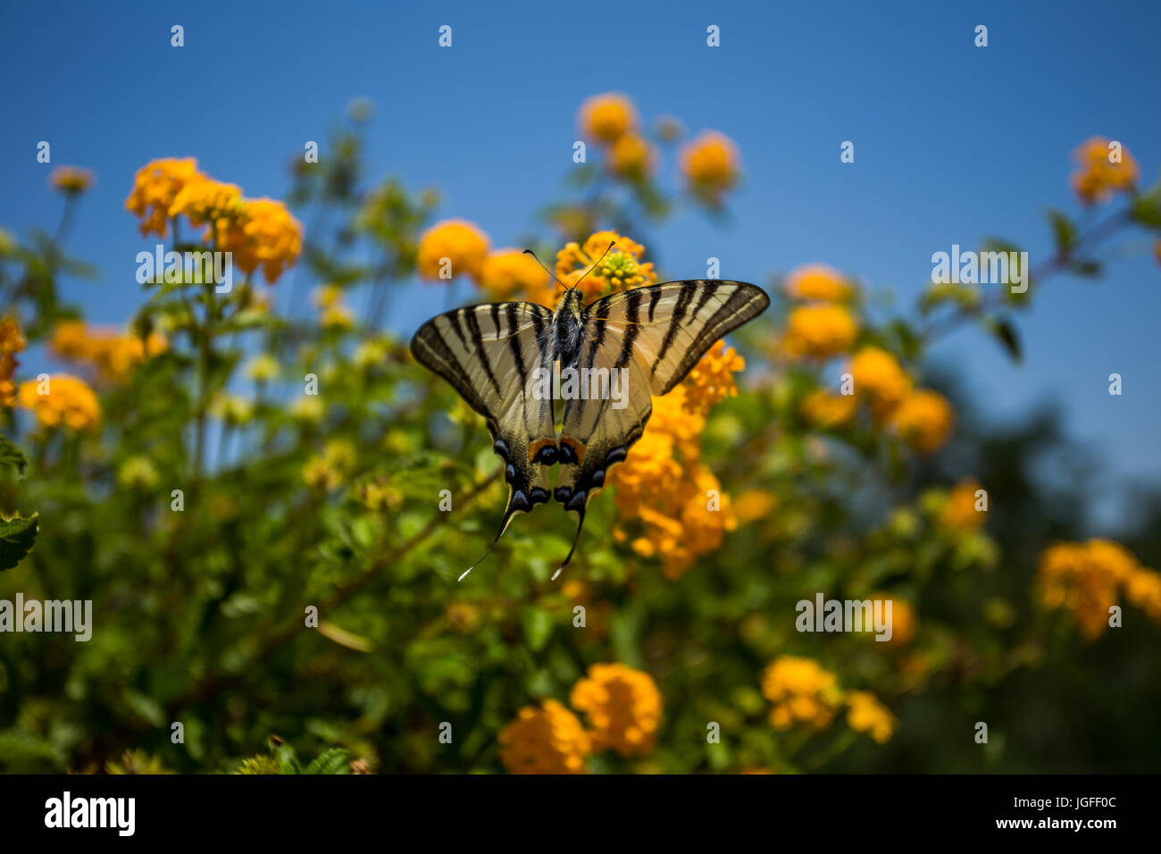 Catapillar butterfly hi-res stock photography and images - Alamy