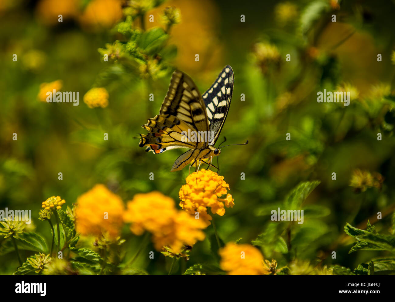 Sicily citrus flowers hi-res stock photography and images - Alamy