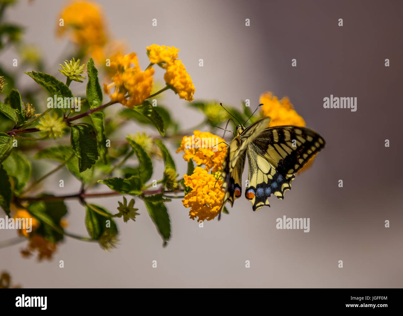 Asian swallow tail butterfly hi-res stock photography and images - Alamy