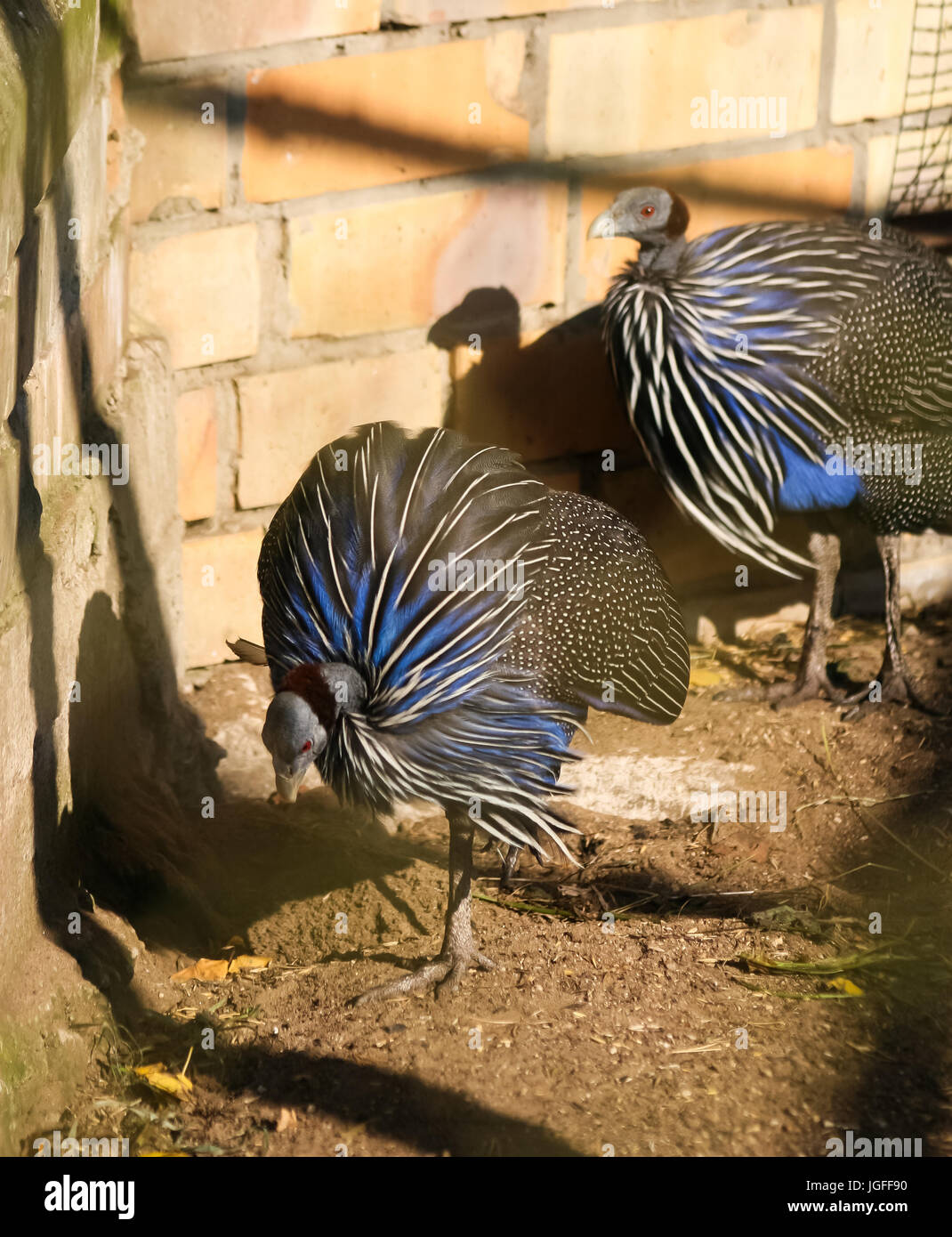 Guinea fowl cage hi-res stock photography and images - Alamy