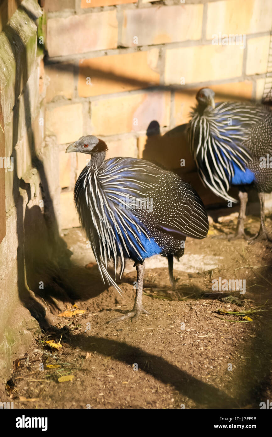 Guinea fowl cage hi-res stock photography and images - Alamy