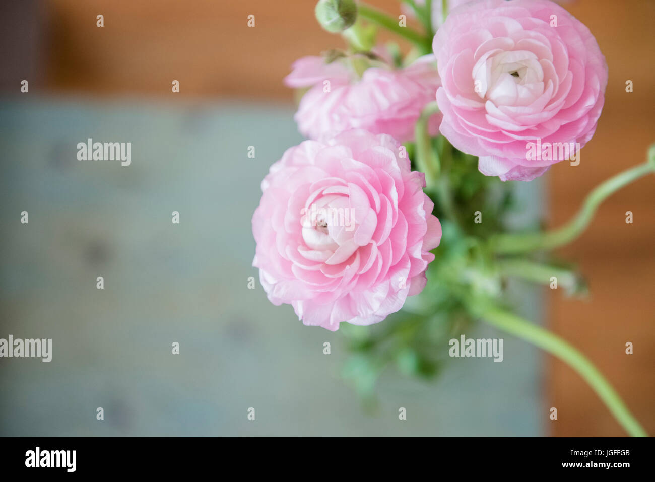 White flowers on east coast hi-res stock photography and images - Alamy