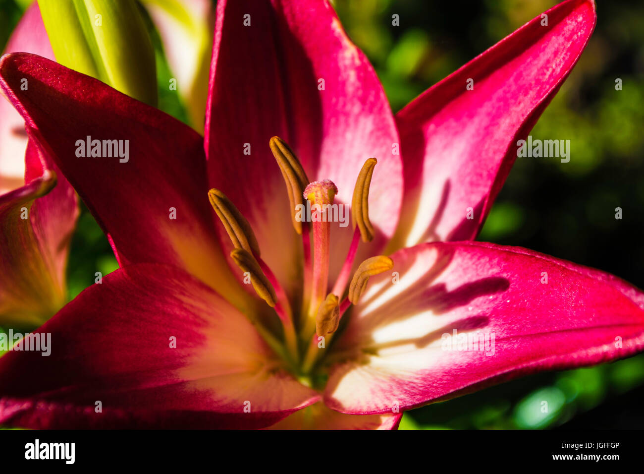 Beautiful, Stunning Flowers Stock Photo - Alamy