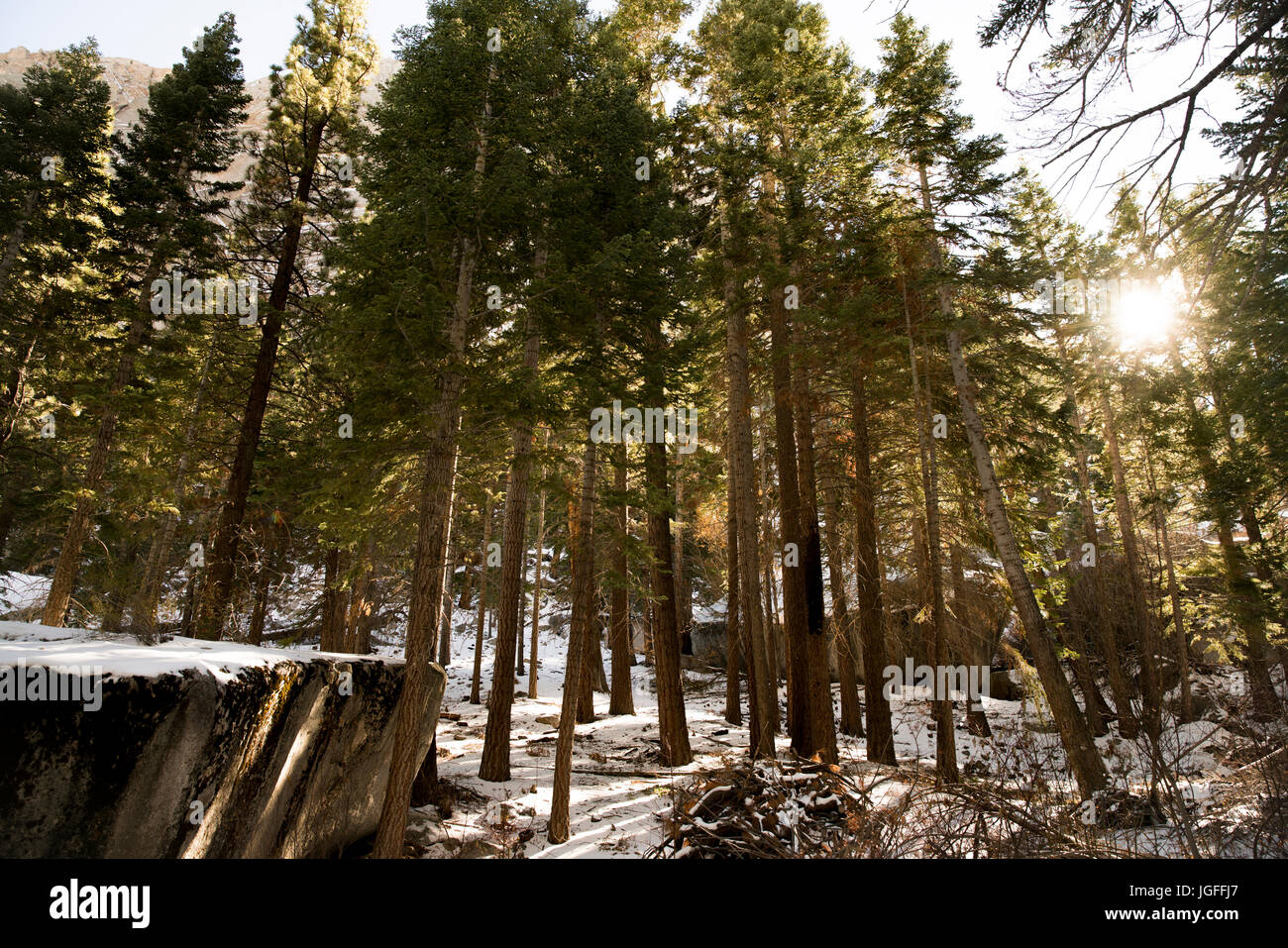 Snow in sunny forest Stock Photo - Alamy