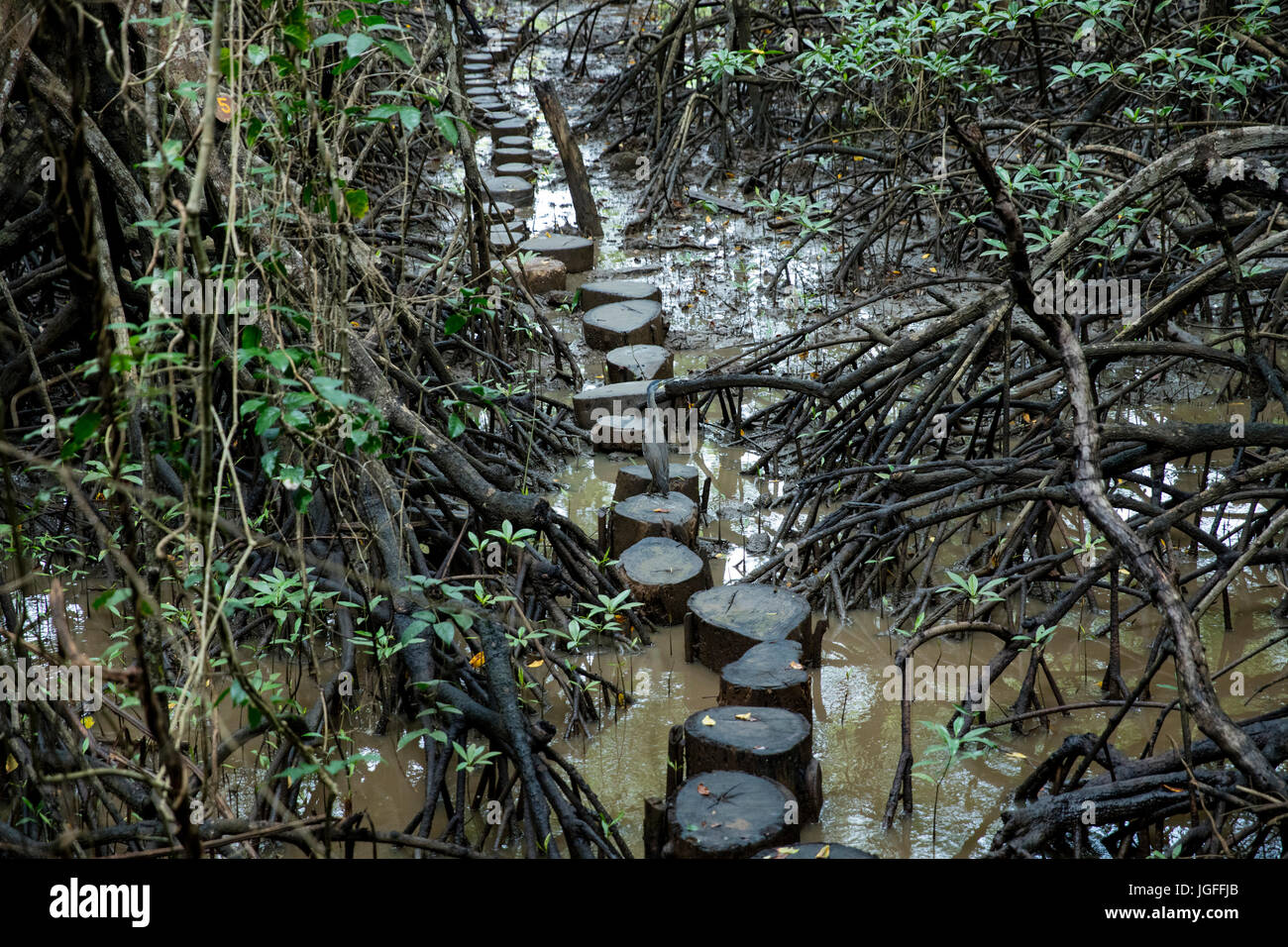 Mangrove log hi-res stock photography and images - Alamy