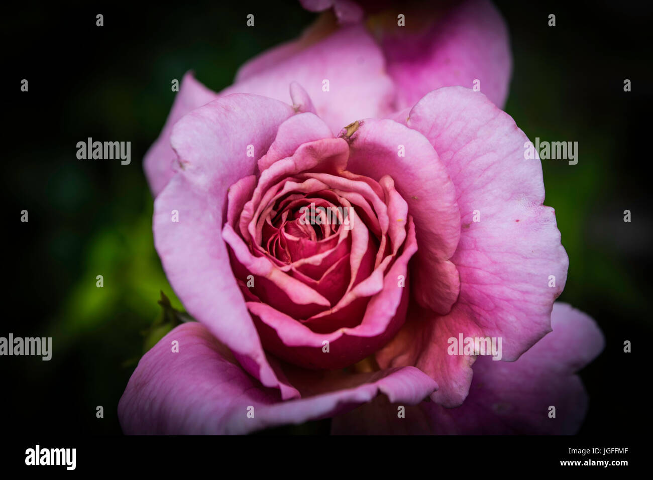 Beautiful, Stunning Flowers Stock Photo - Alamy