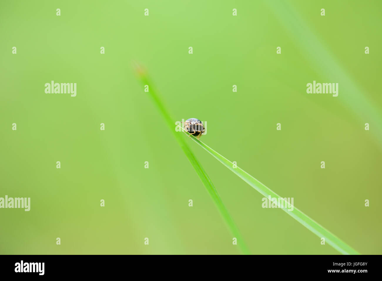 beetle on grass Stock Photo - Alamy