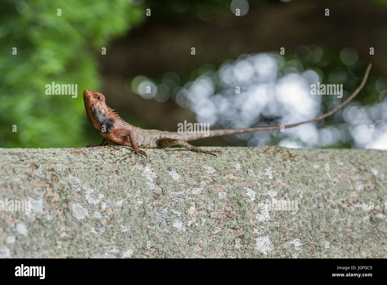 Lizard on Tree Stock Photo - Alamy