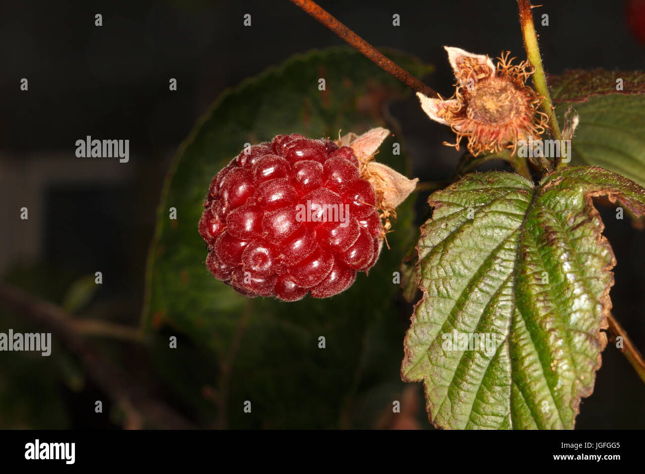 Self fertile variety hi-res stock photography and images - Alamy
