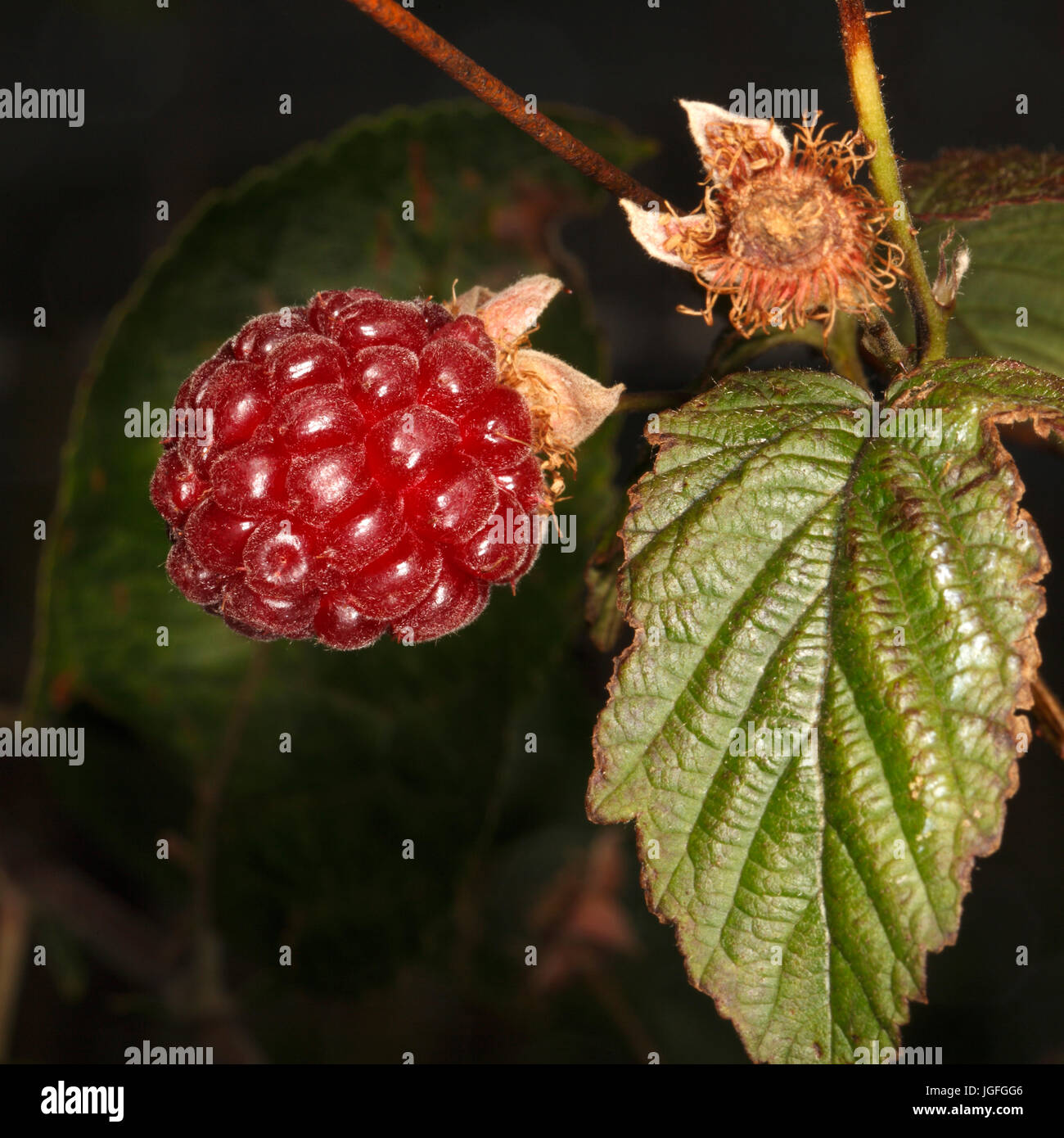 Self fertile fruit hi-res stock photography and images - Alamy