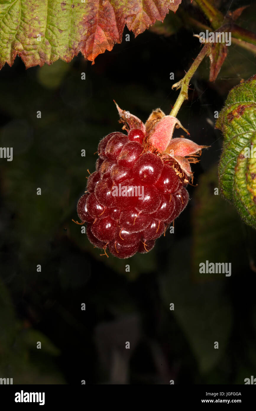 Self fertile variety hi-res stock photography and images - Alamy