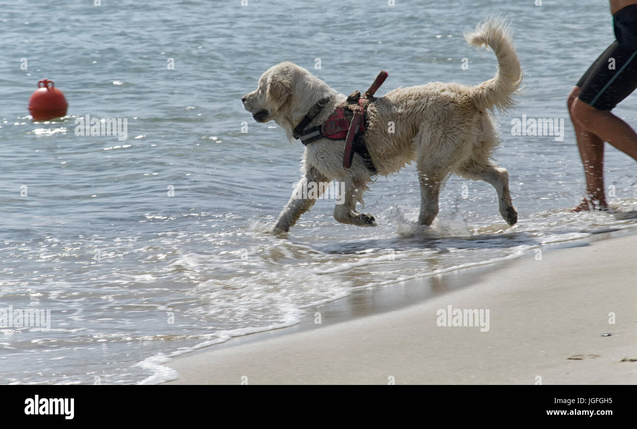 View of rescue dog entering in the sea Stock Photo - Alamy