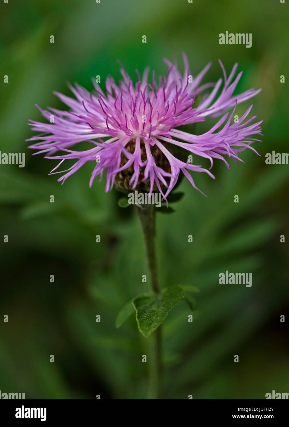 Centaurea Dealbata (Cornflower Stock Photo - Alamy