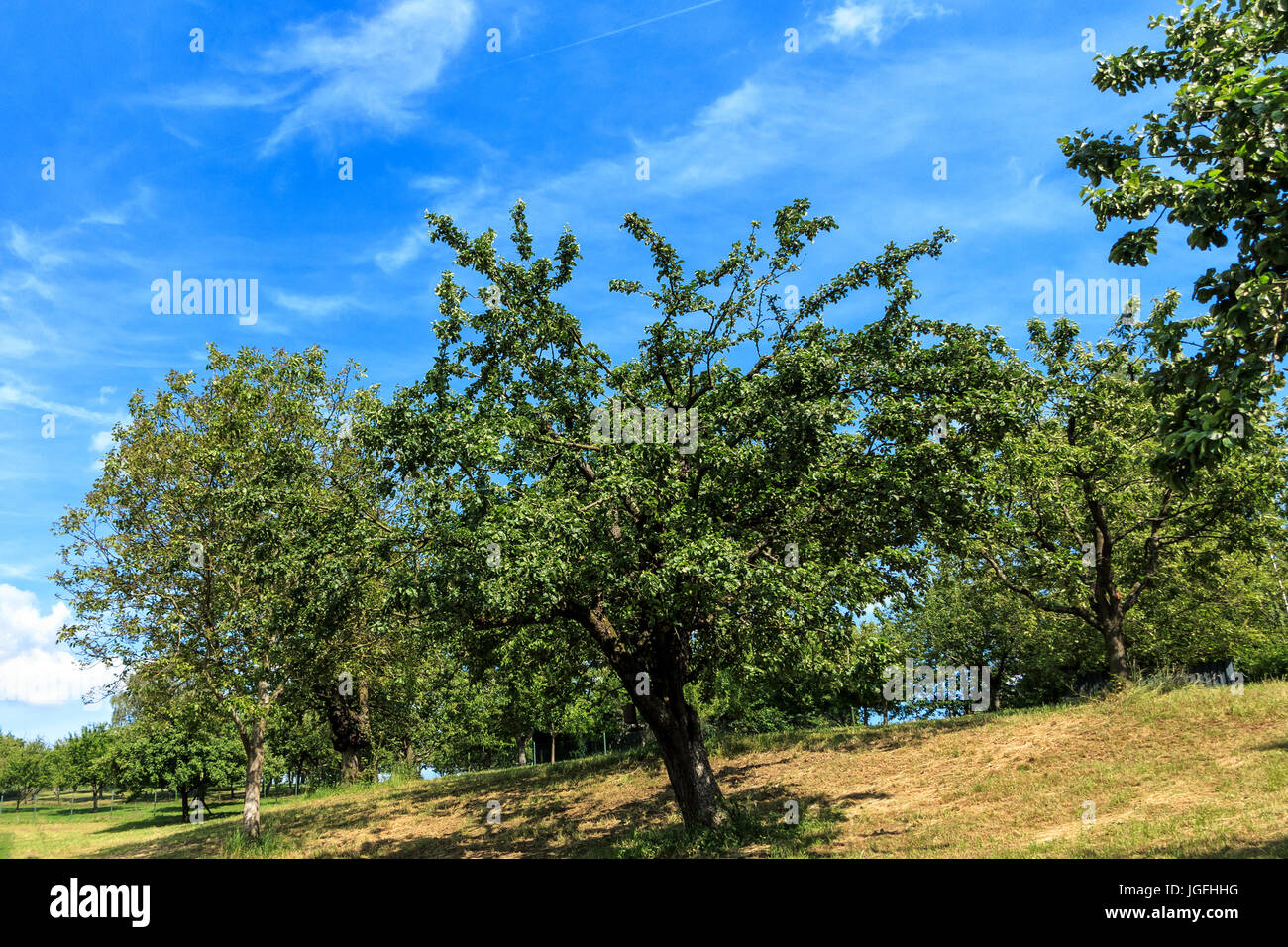 Rural Hessian landscape with apple trees in summer time, Germany Stock ...