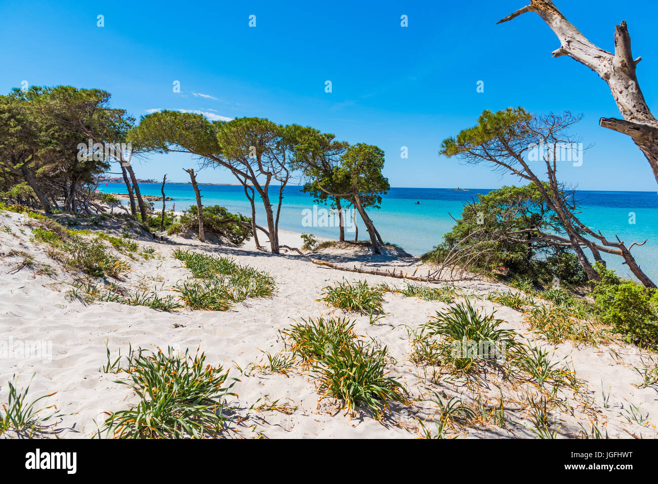 Pine trees and turquoise water in Maria Pia beach Stock Photo - Alamy