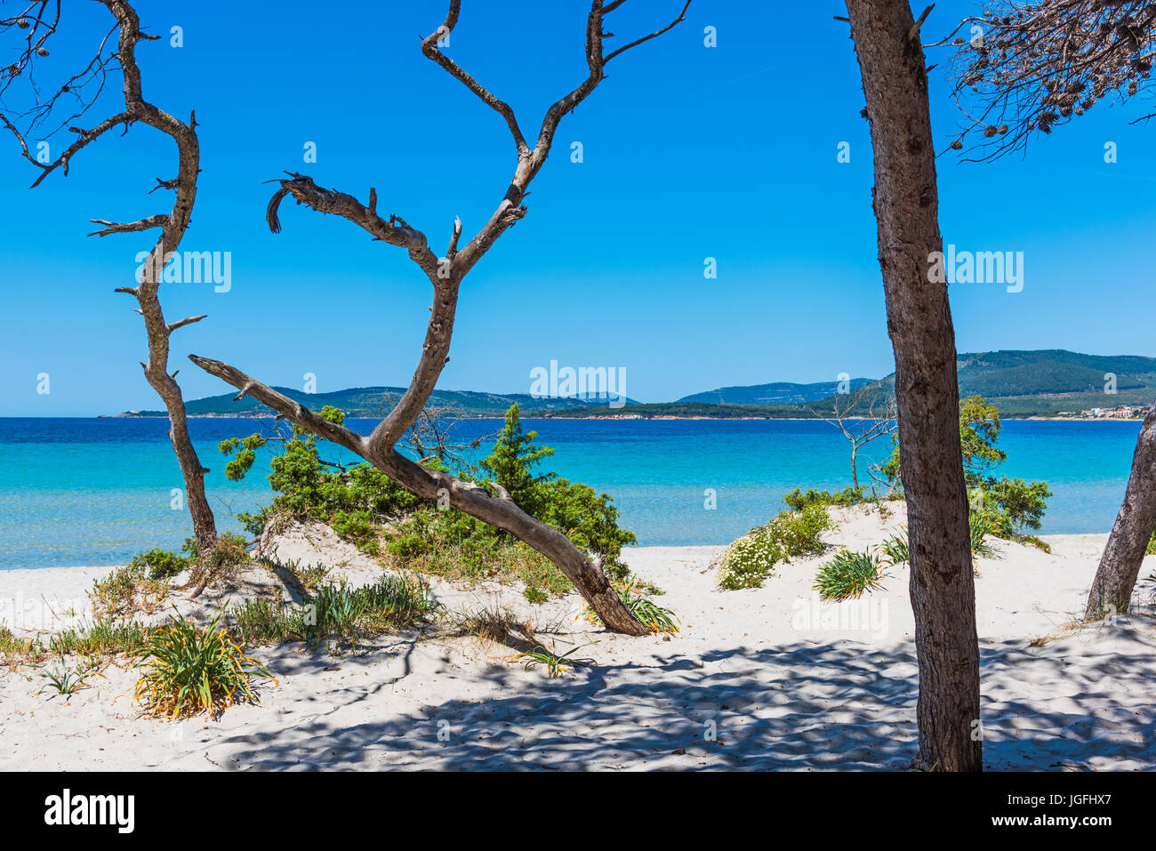 Pine trees and turquoise water in Maria Pia beach Stock Photo - Alamy