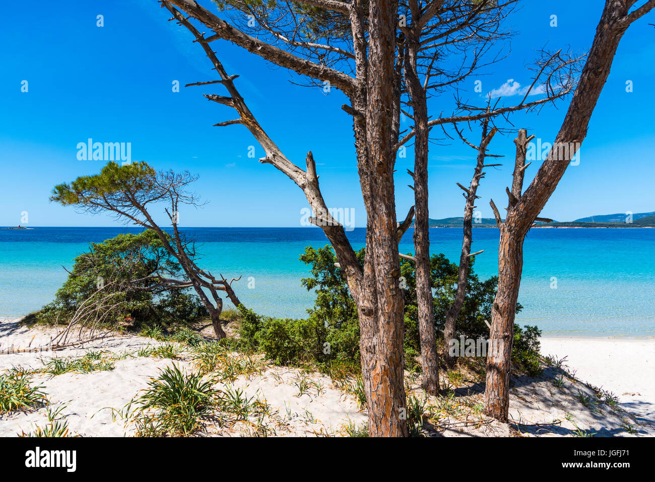 Pine trees and turquoise water in Maria Pia beach Stock Photo - Alamy