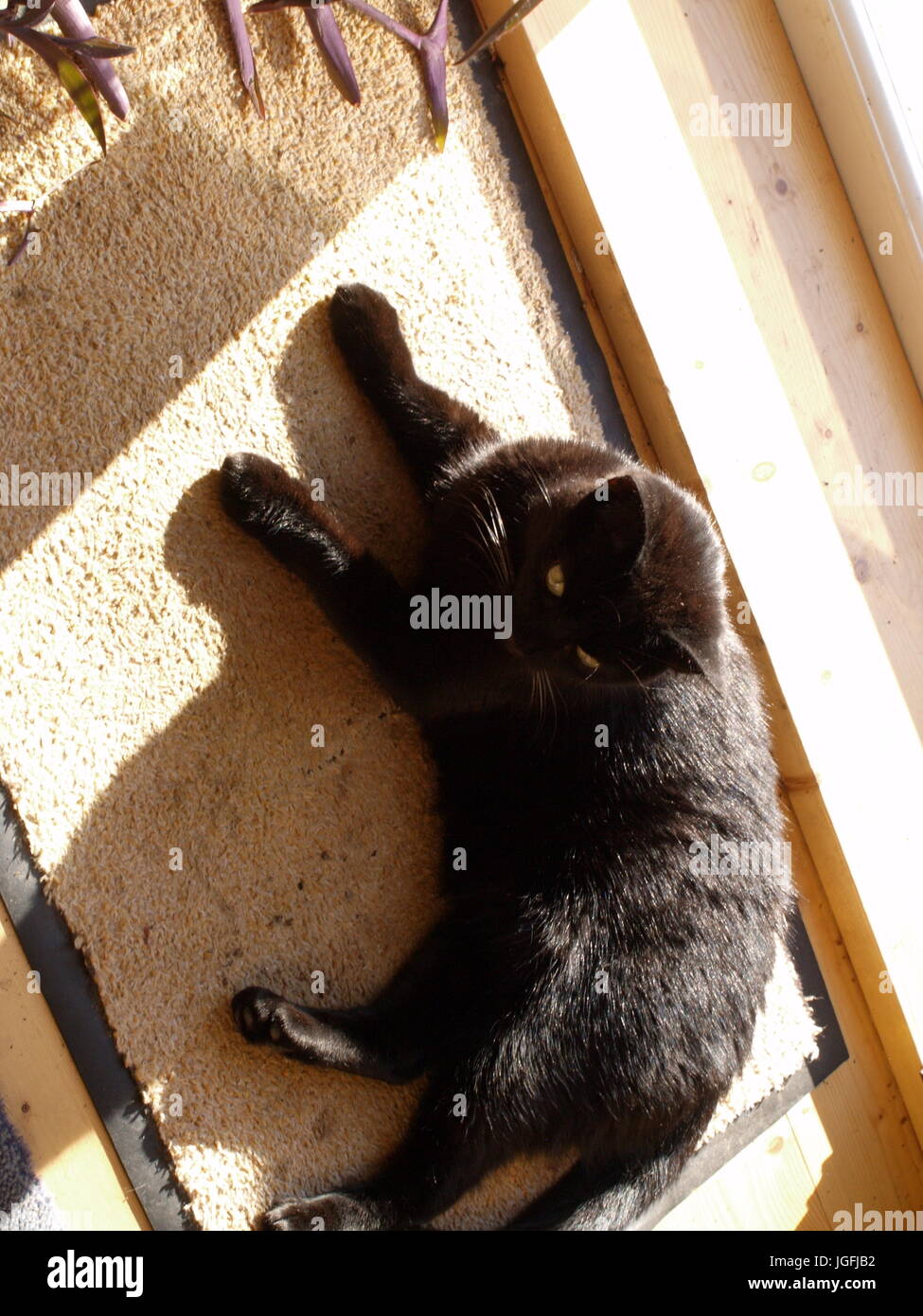 Black cat on the mat Stock Photo - Alamy
