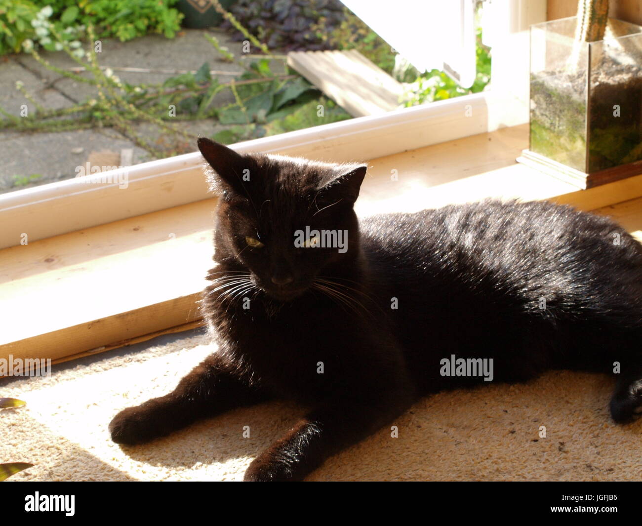 Black cat in the sun Stock Photo - Alamy