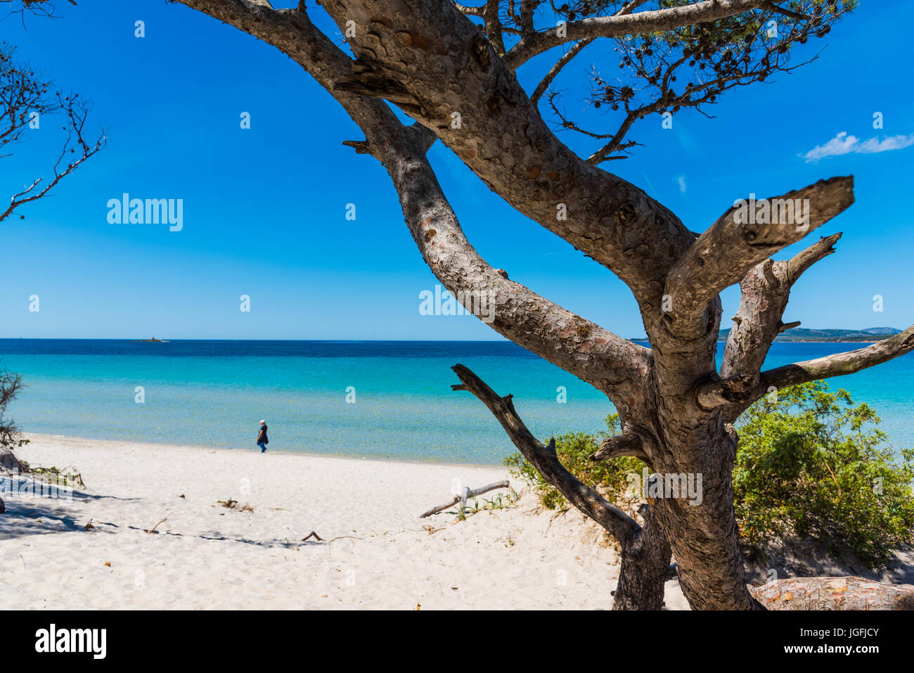 Pine trees and turquoise water in Maria Pia beach Stock Photo - Alamy