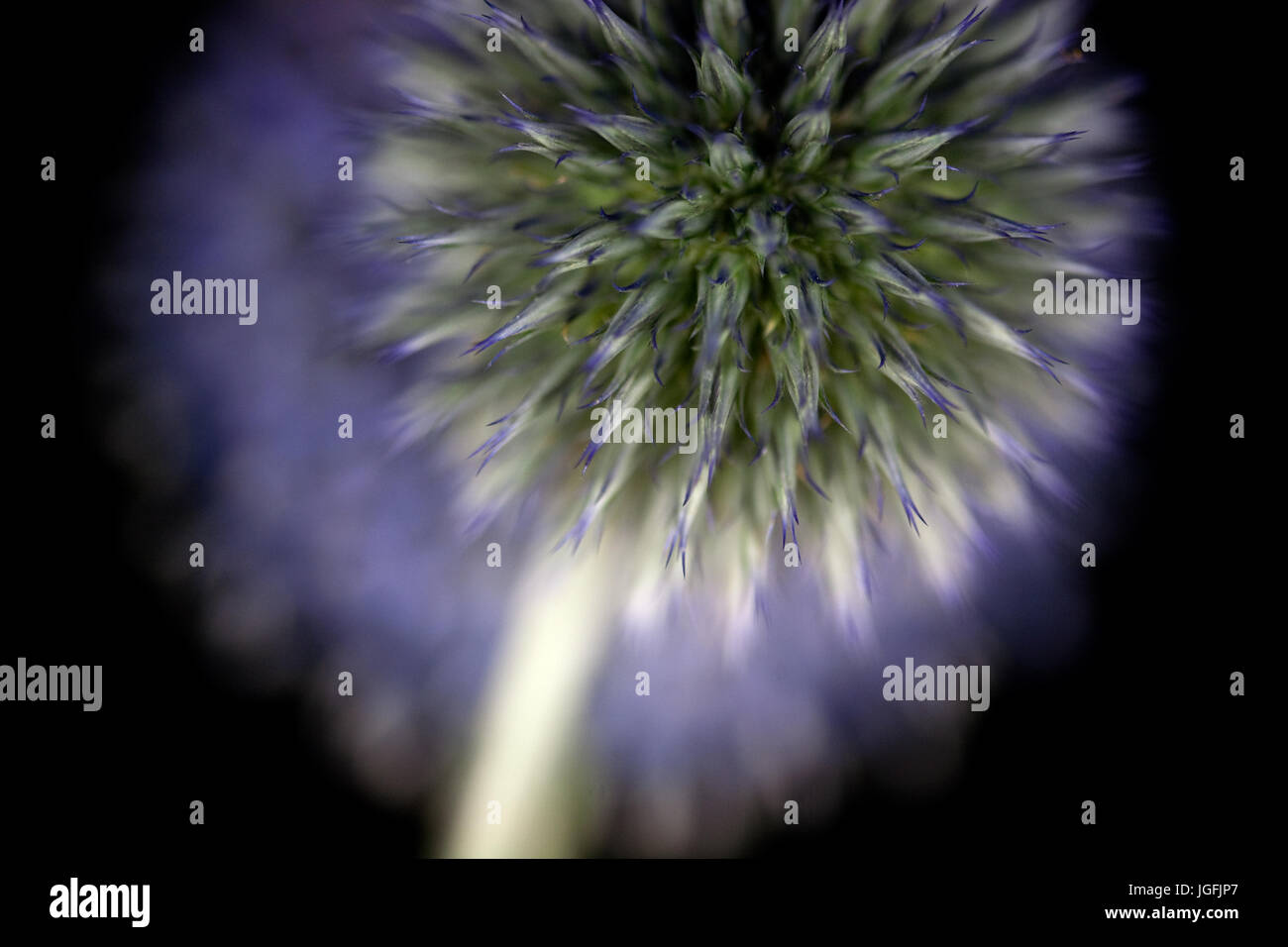 Blue thistle border hi-res stock photography and images - Alamy